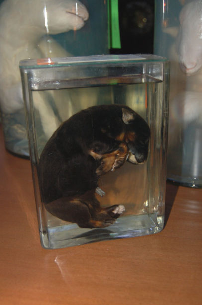 sprookjes » Animals in formaldehyde 20