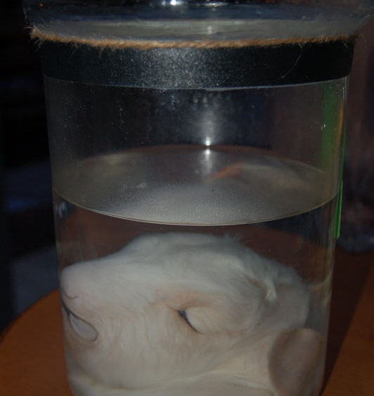 sprookjes » Animals in formaldehyde 25