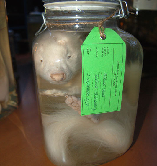 sprookjes » Animals in formaldehyde 35