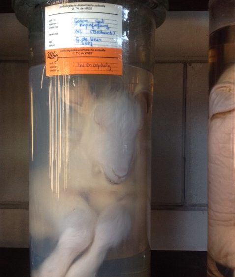 sprookjes » Animals in formaldehyde 3