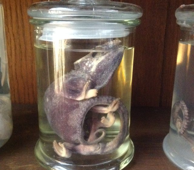 sprookjes » Animals in formaldehyde 18