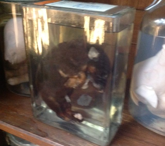 sprookjes » Animals in formaldehyde 14