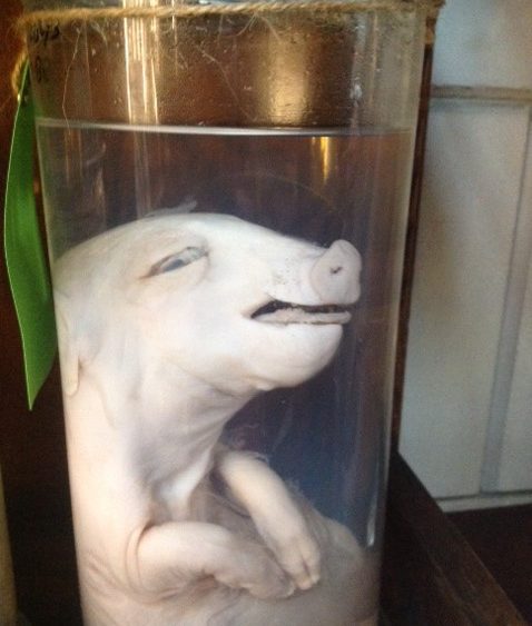 sprookjes » Animals in formaldehyde 11