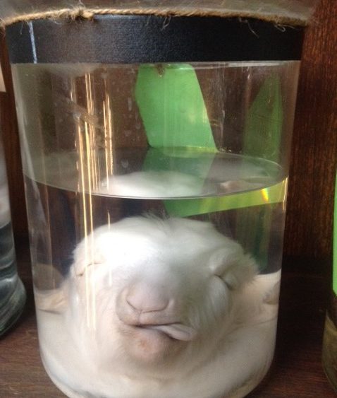 sprookjes » Animals in formaldehyde 8